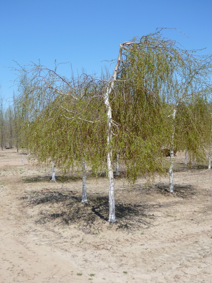 Betula pendula 'Youngii Serpentine' | Serpentine Weeping Birch | Ebert ...