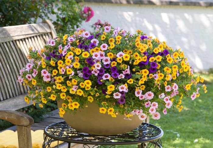 Combination Planter | Trixi® Sweet Candy | Ebert's Greenhouse
