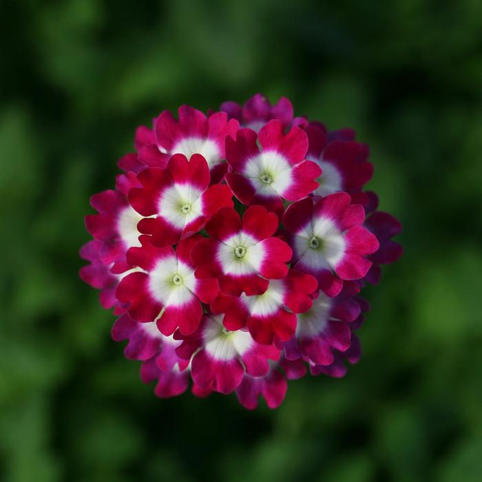 Verbena peruviana 'Wink Burgundy' | Verbena | Ebert's Greenhouse