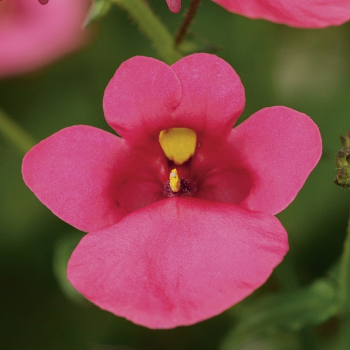 Diascia hybrid 'Darla® Rose' | Darla® Rose | Ebert's Greenhouse