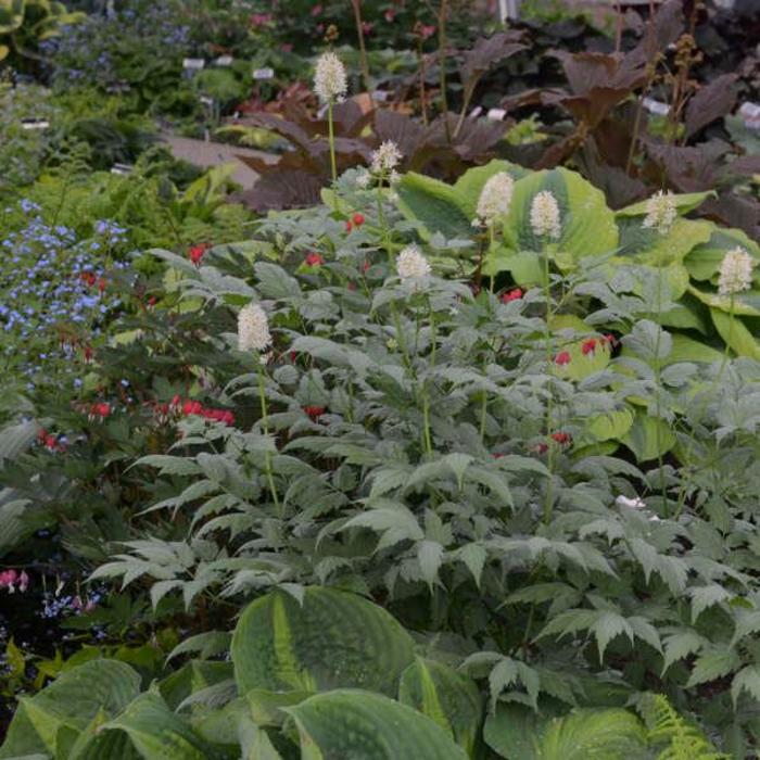 Actaea pachypoda 'Misty Blue' | White Baneberry | Ebert's Greenhouse